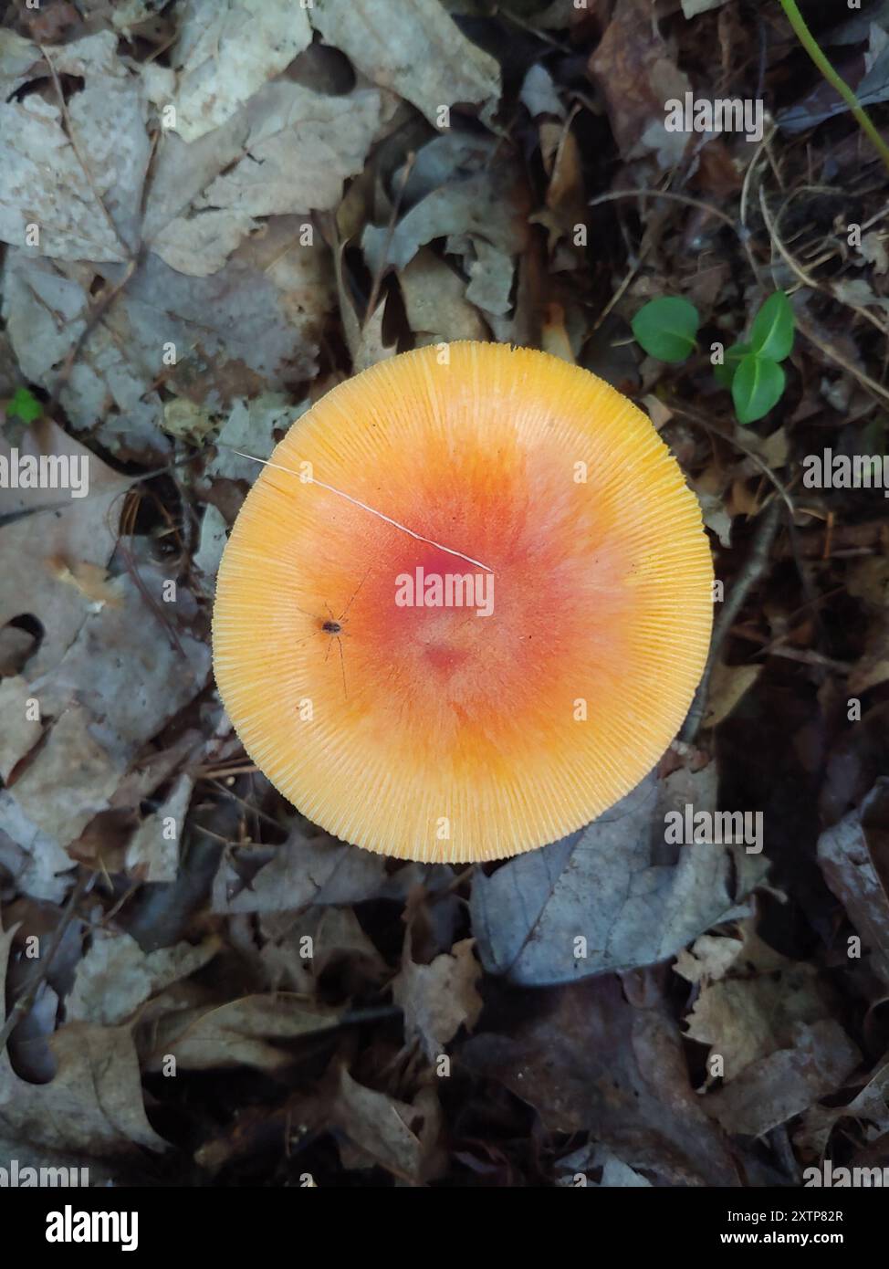 Jackson's slender Caesar (Amanita jacksonii) Fungi Stock Photo - Alamy