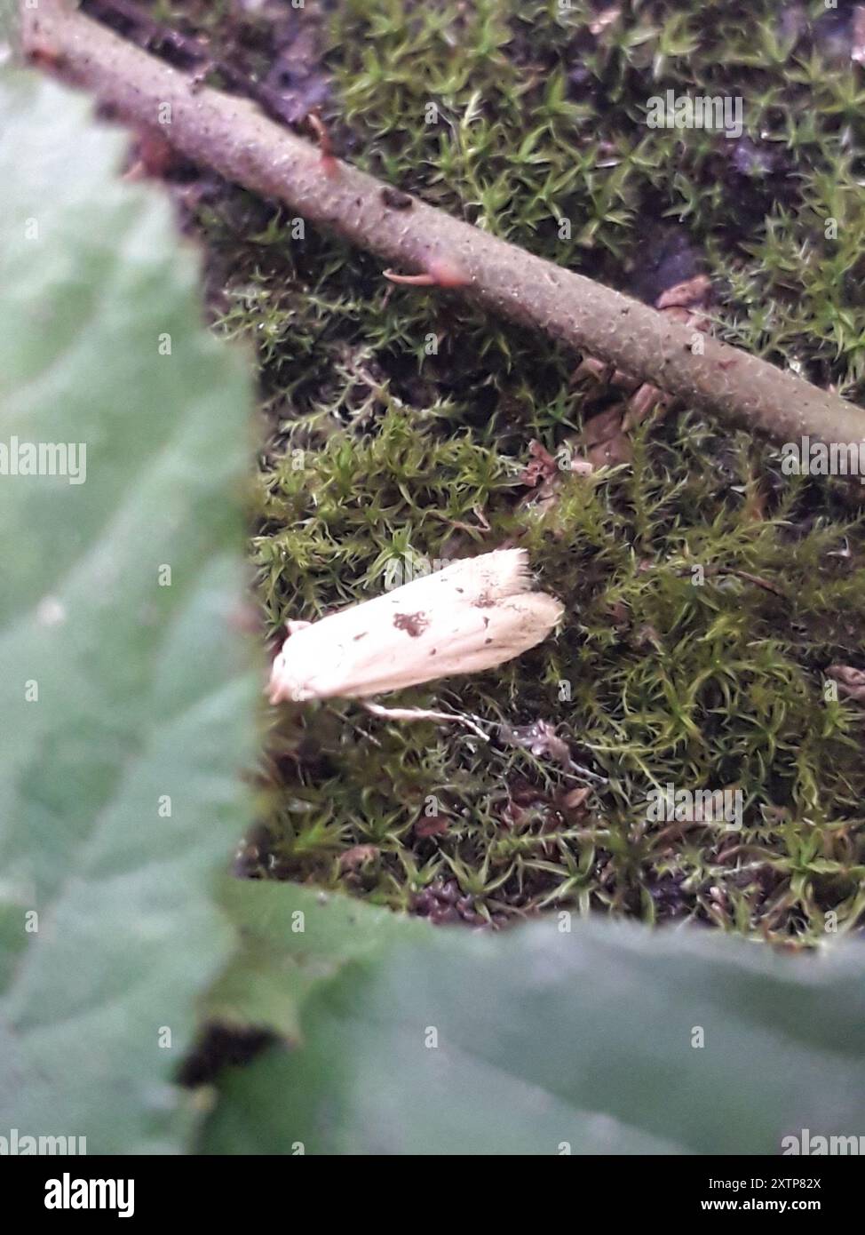 London Dowd (Blastobasis lacticolella) Insecta Stock Photo - Alamy