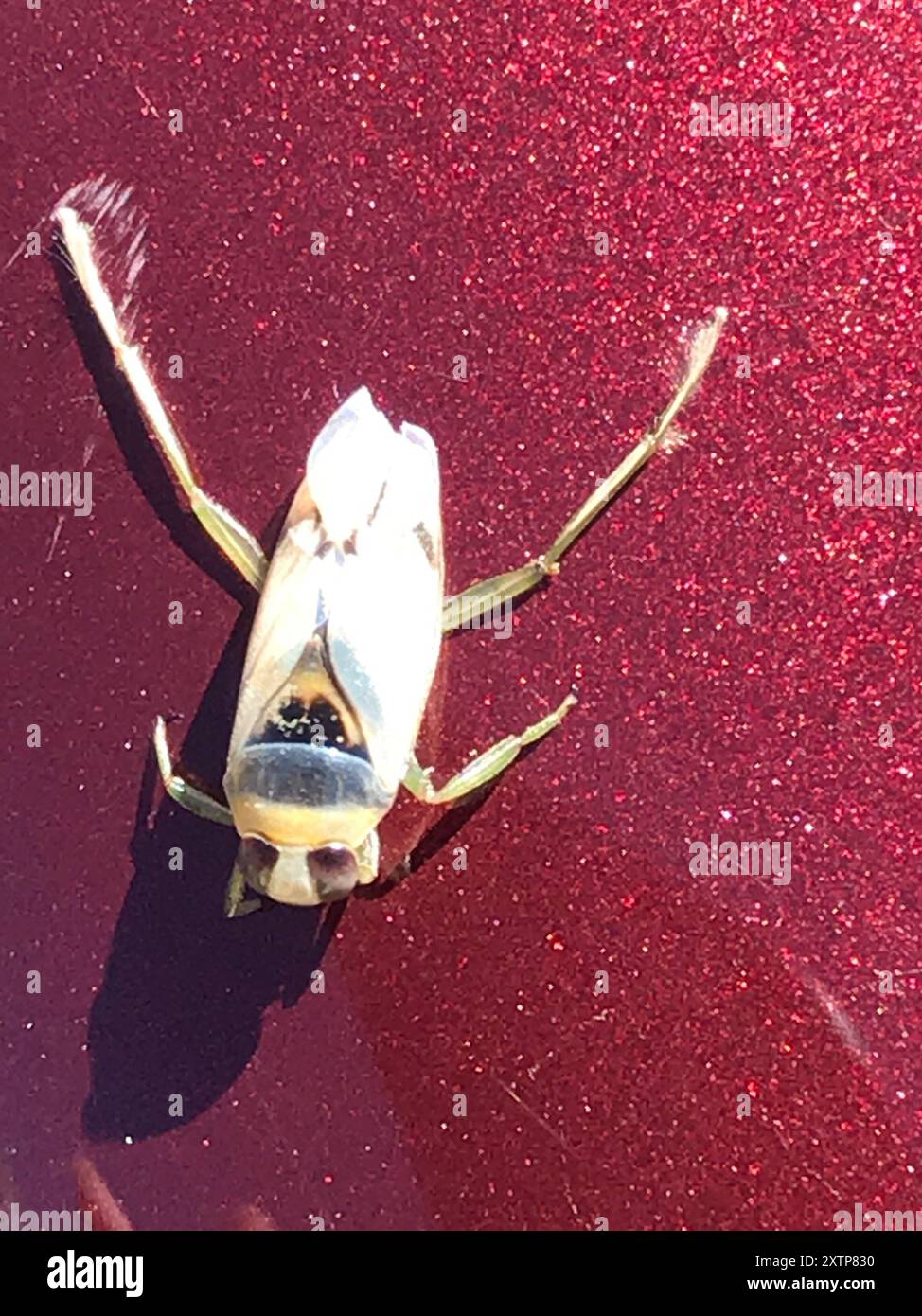 Milky Backswimmers (Notonecta) Insecta Stock Photo - Alamy