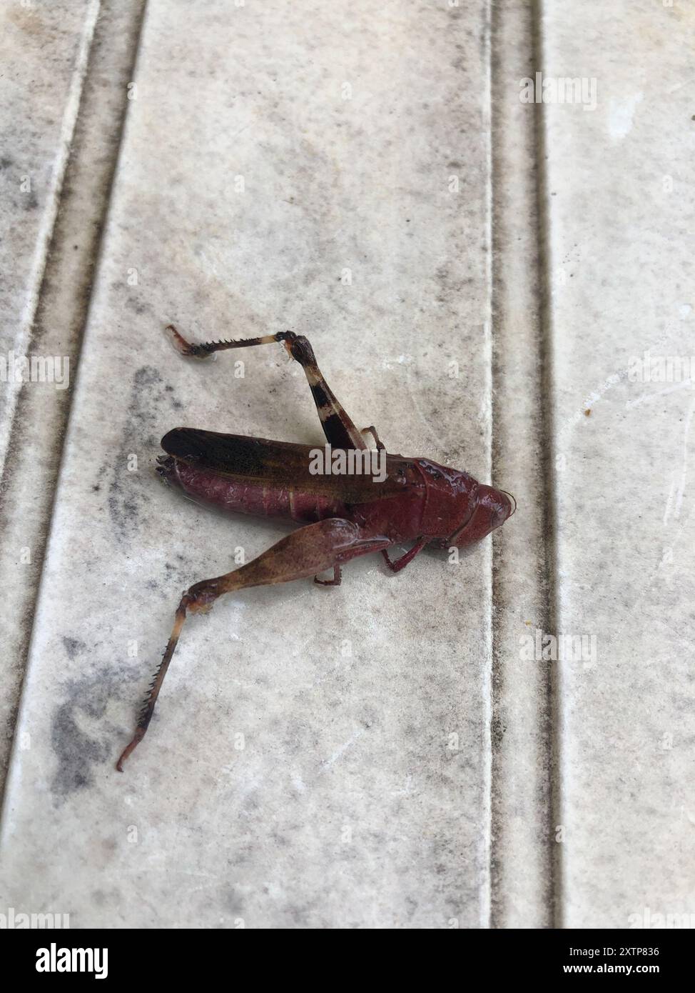 Sulphur-winged Grasshopper (Arphia sulphurea) Insecta Stock Photo - Alamy