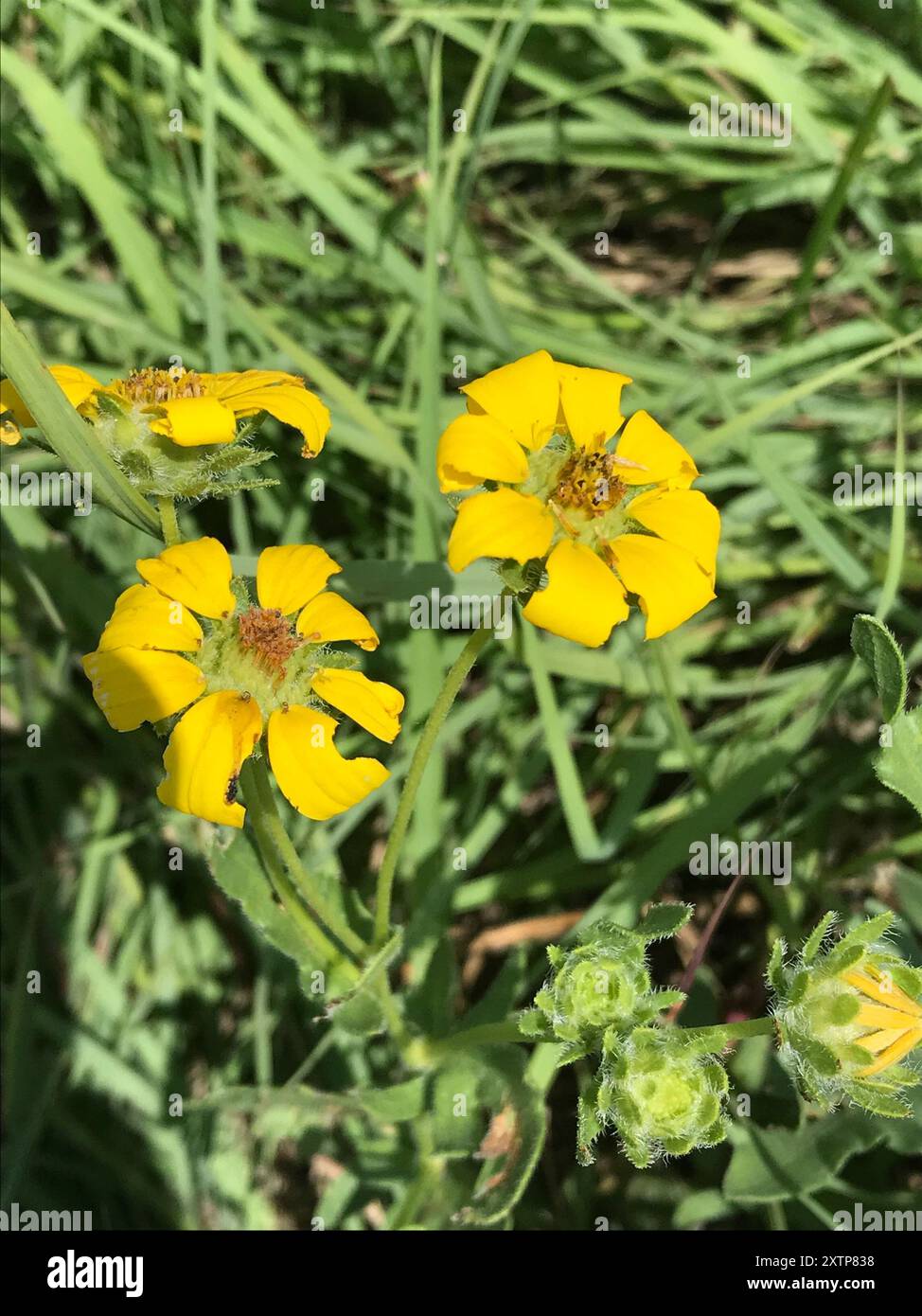 Engelmann daisy (Engelmannia peristenia) Plantae Stock Photo - Alamy