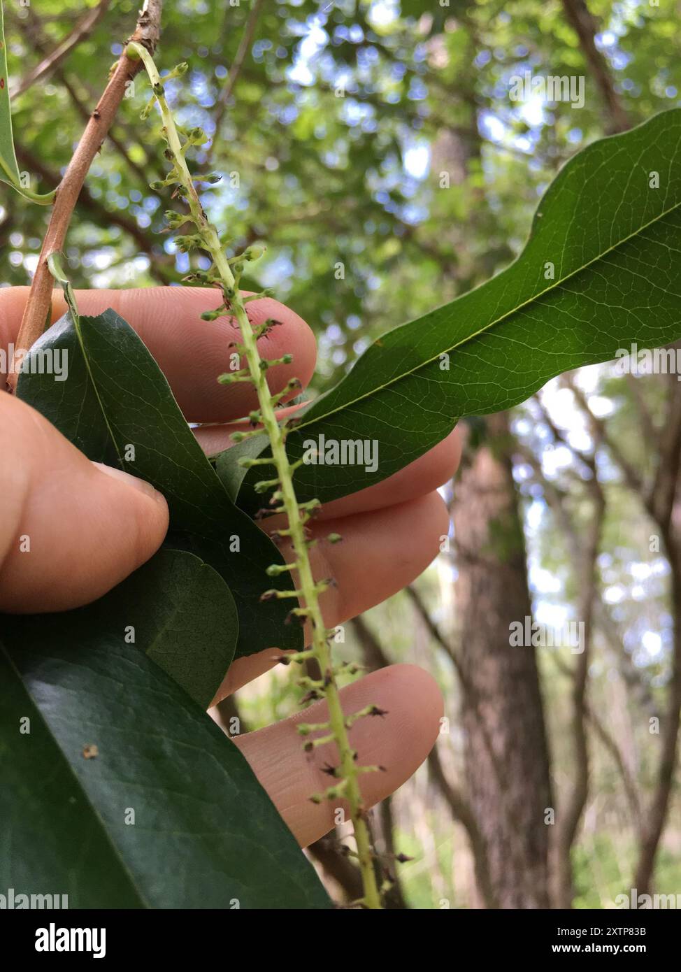 Swamp titi (Cyrilla racemiflora) Plantae Stock Photo - Alamy