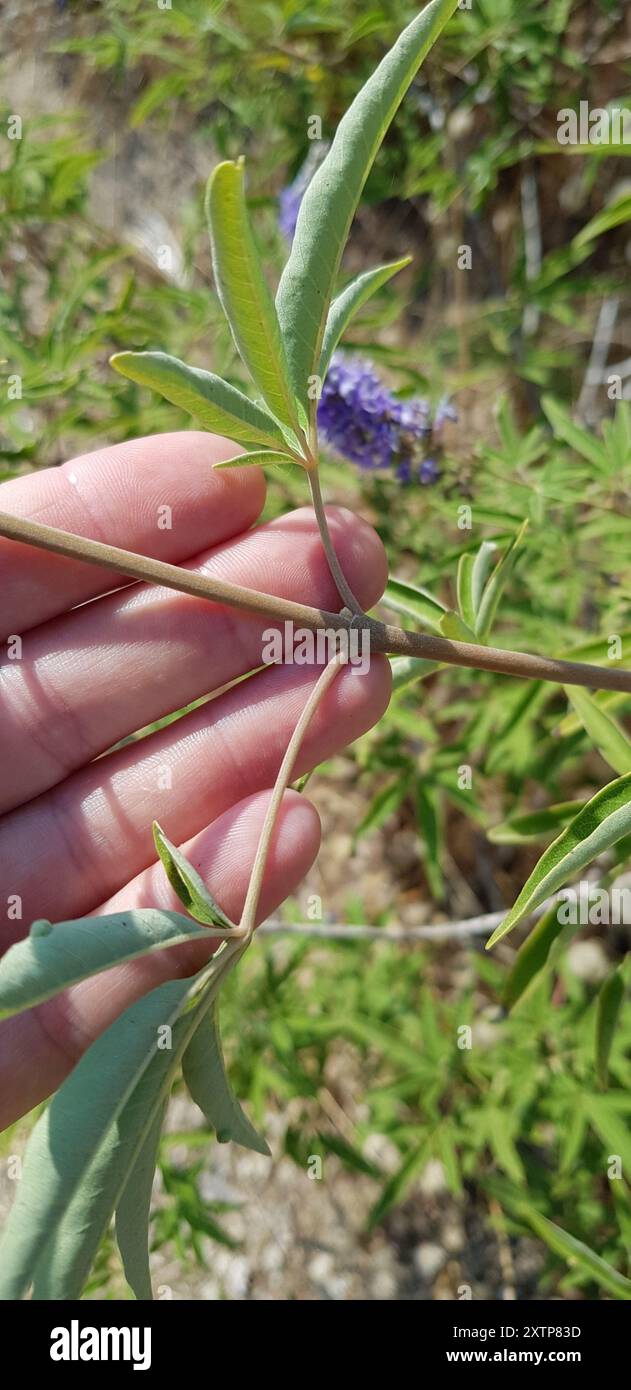 Lilac chaste tree (Vitex agnus-castus) Plantae Stock Photo - Alamy