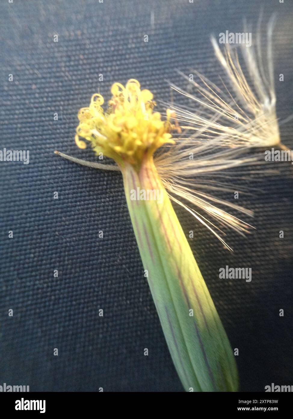 (Porophyllum ruderale ruderale) Plantae Stock Photo - Alamy