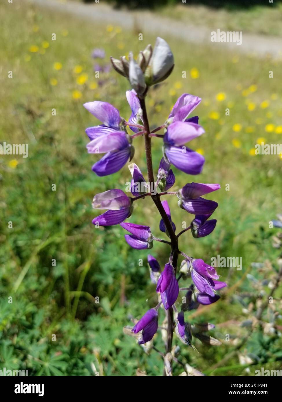Broadleaf Lupine (Lupinus latifolius) Plantae Stock Photo - Alamy