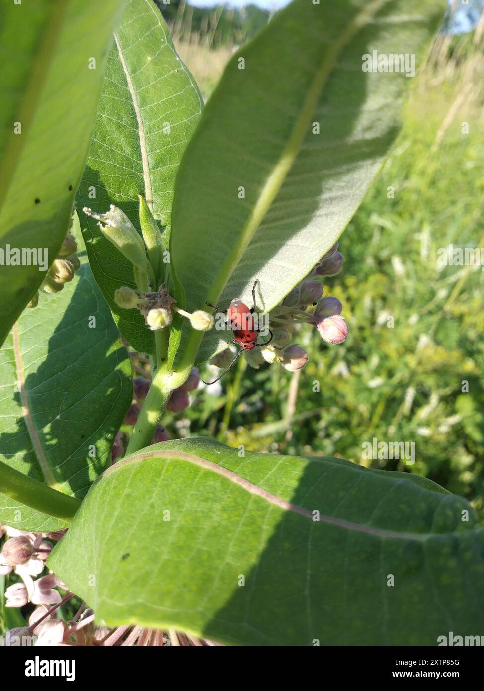 Red Milkweed Beetle (Tetraopes tetrophthalmus) Insecta Stock Photo - Alamy