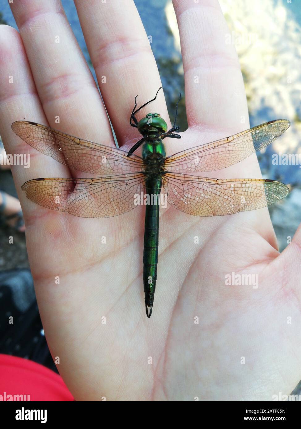 Brilliant Emerald (Somatochlora metallica) Insecta Stock Photo - Alamy