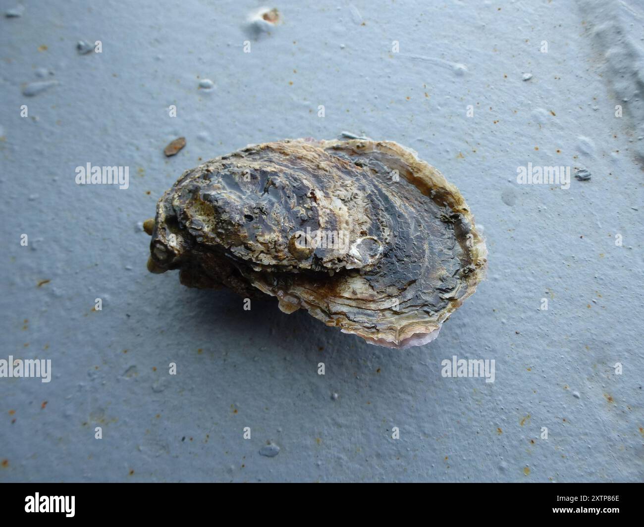 Eastern Oyster (Crassostrea virginica) Mollusca Stock Photo - Alamy