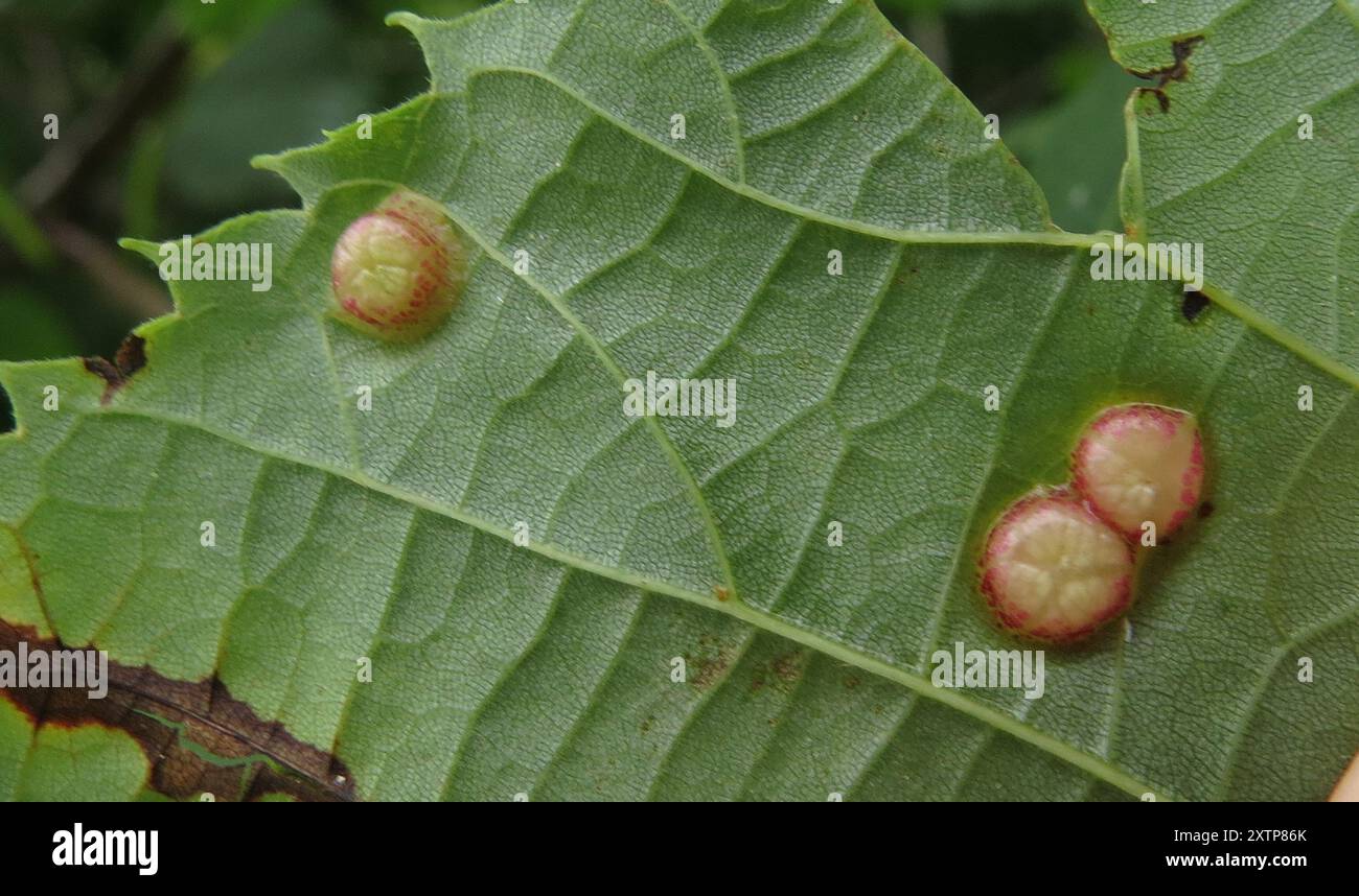 Linden Wart Gall Midge (Contarinia verrucicola) Insecta Stock Photo - Alamy