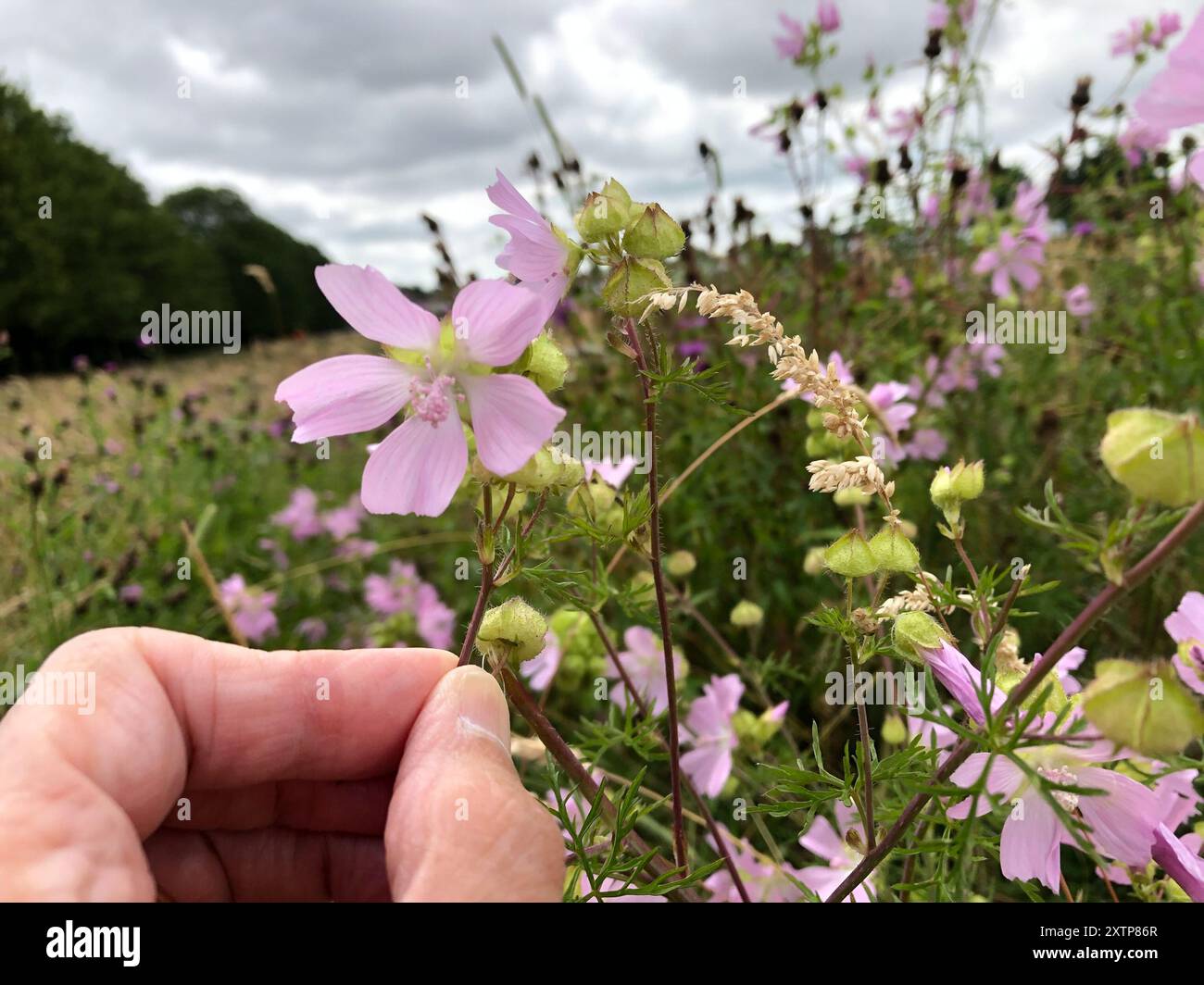 musk mallow (Malva moschata) Plantae Stock Photo - Alamy