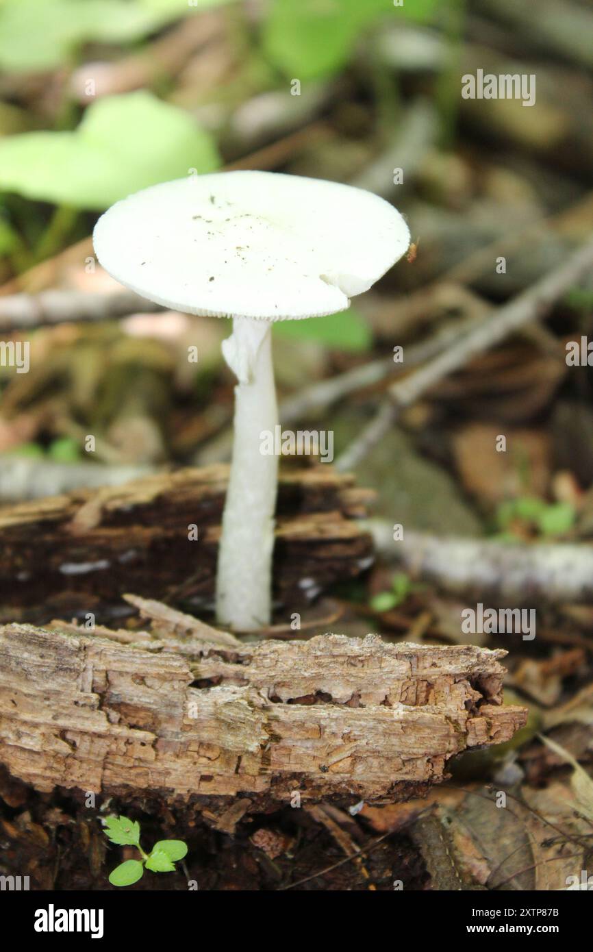 Eastern North American Destroying Angel (Amanita bisporigera) Fungi ...