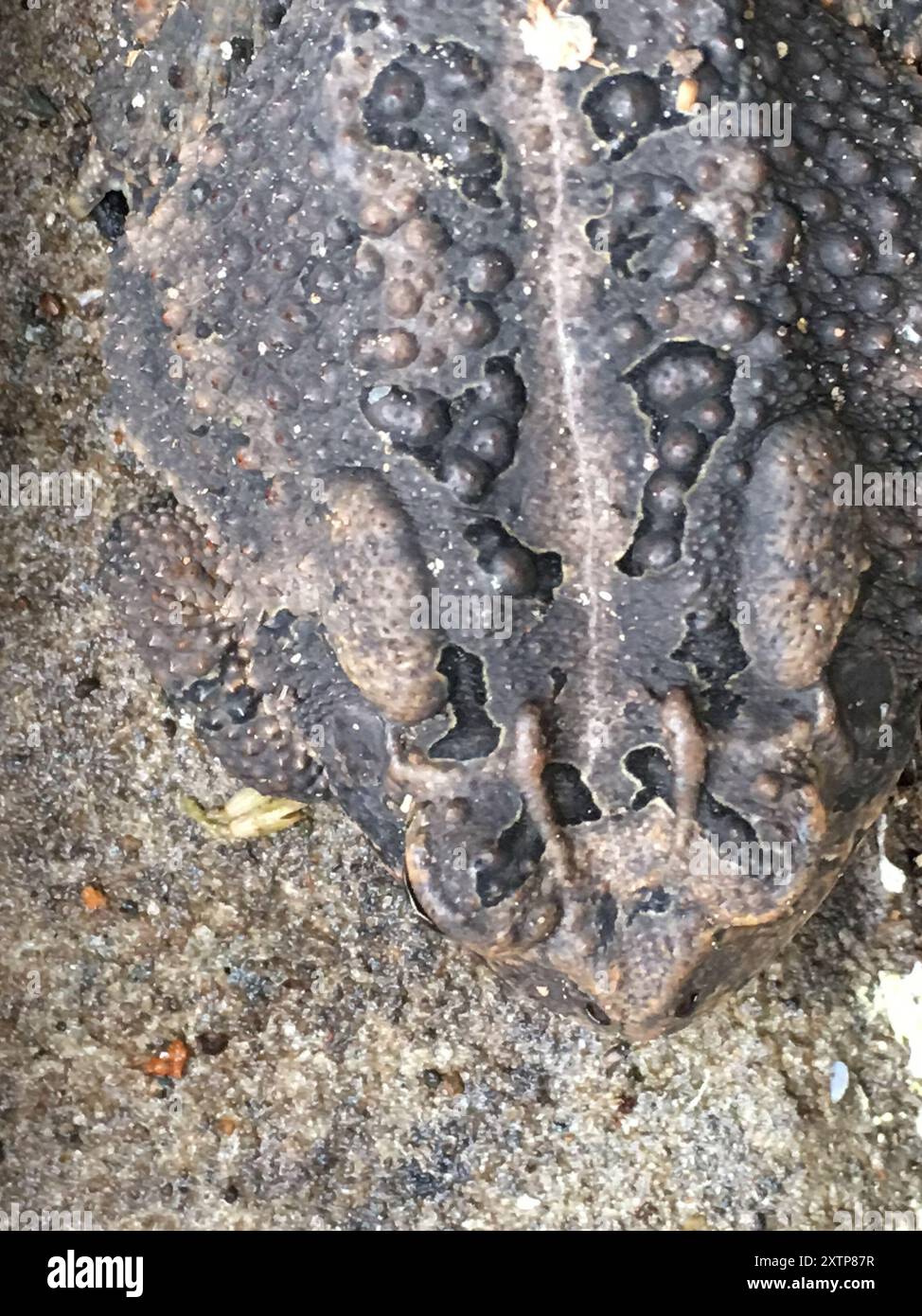 Southern Toad (Anaxyrus terrestris) Amphibia Stock Photo - Alamy
