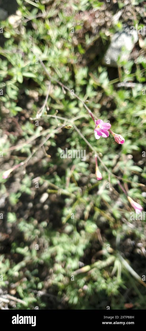 evening primrose family (Onagraceae) Plantae Stock Photo - Alamy