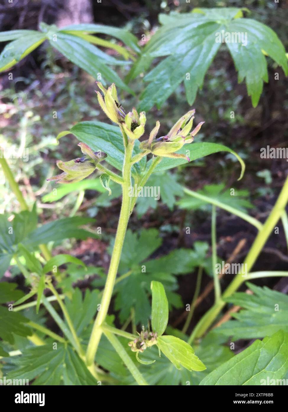 Subalpine Larkspur (Delphinium barbeyi) Plantae Stock Photo - Alamy