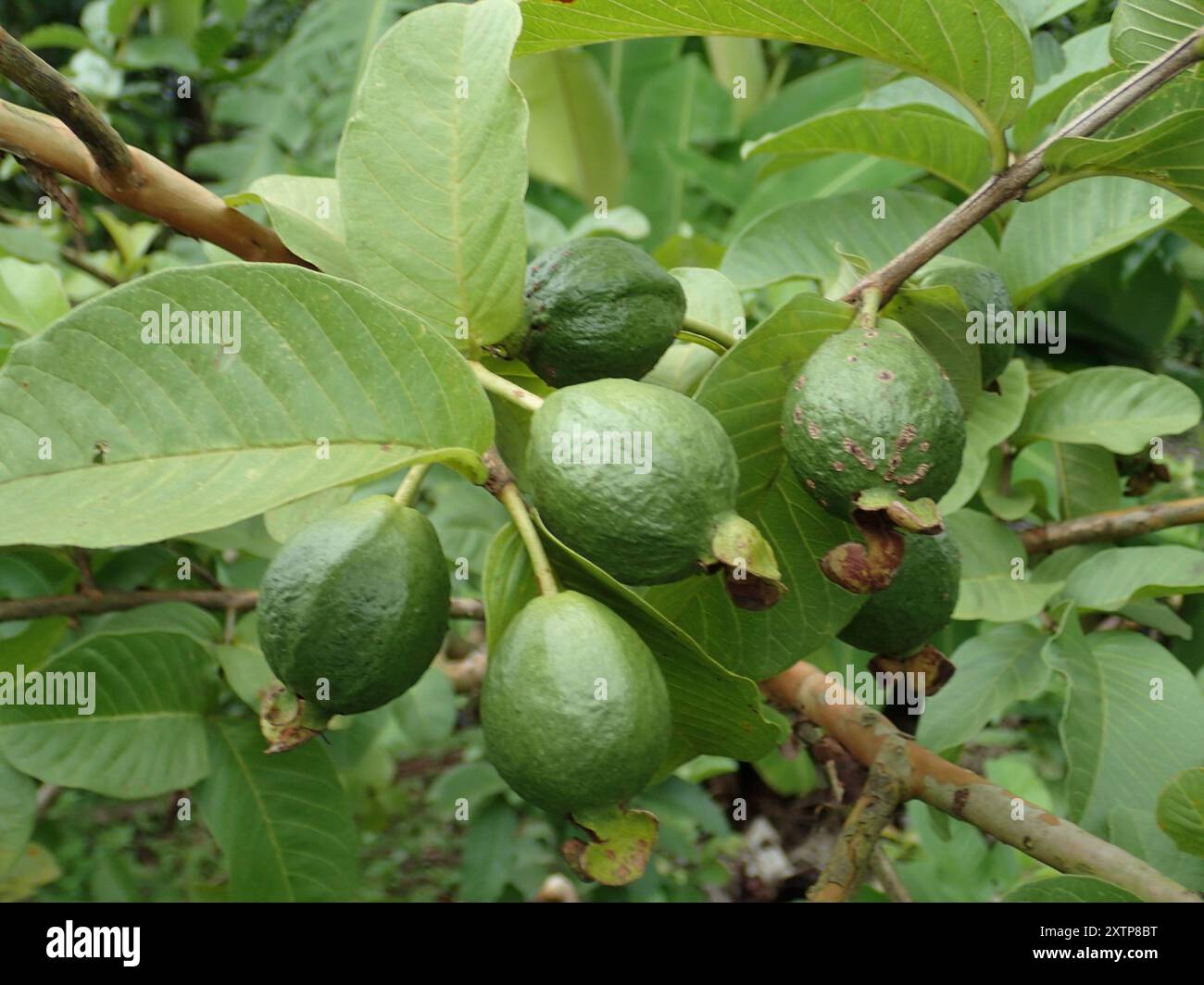 Common guava (Psidium guajava) Plantae Stock Photo - Alamy