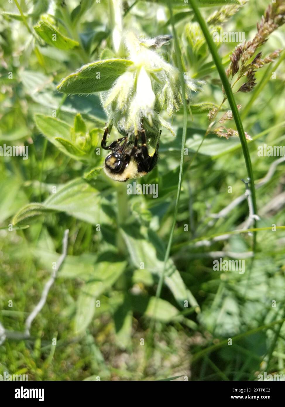 Hunt's Bumble Bee (Bombus huntii) Insecta Stock Photo - Alamy