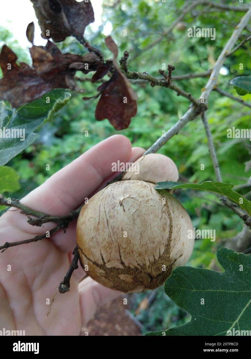 California Gall Wasp (Andricus quercuscalifornicus) Insecta Stock Photo ...