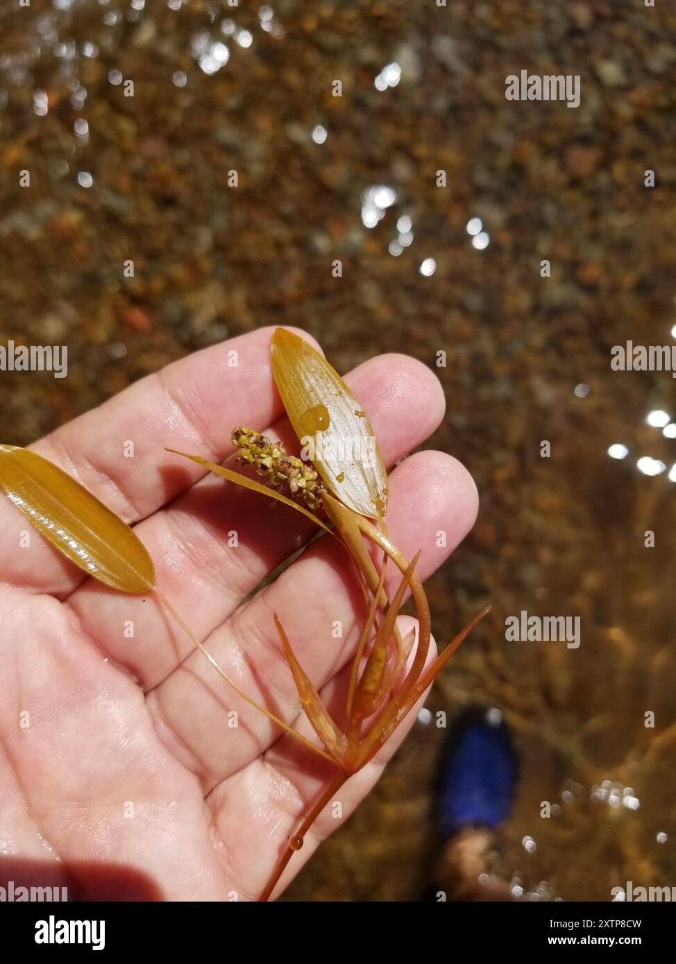 floating-leaved pondweed (Potamogeton natans) Plantae Stock Photo - Alamy