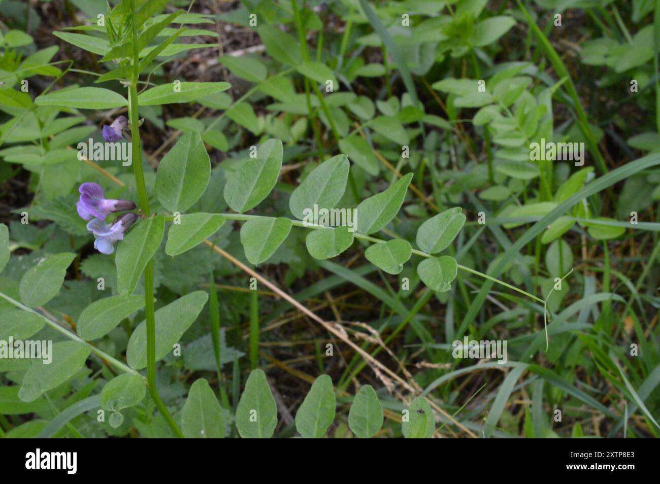 Bush Vetch (Vicia sepium) Plantae Stock Photo - Alamy
