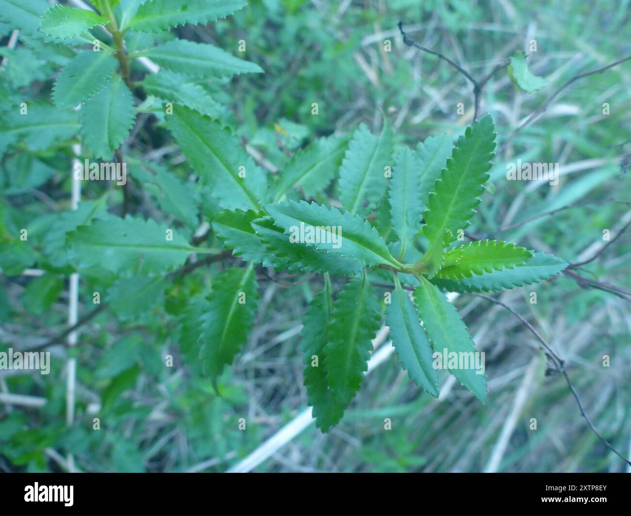 (Haloragis erecta erecta) Plantae Stock Photo - Alamy