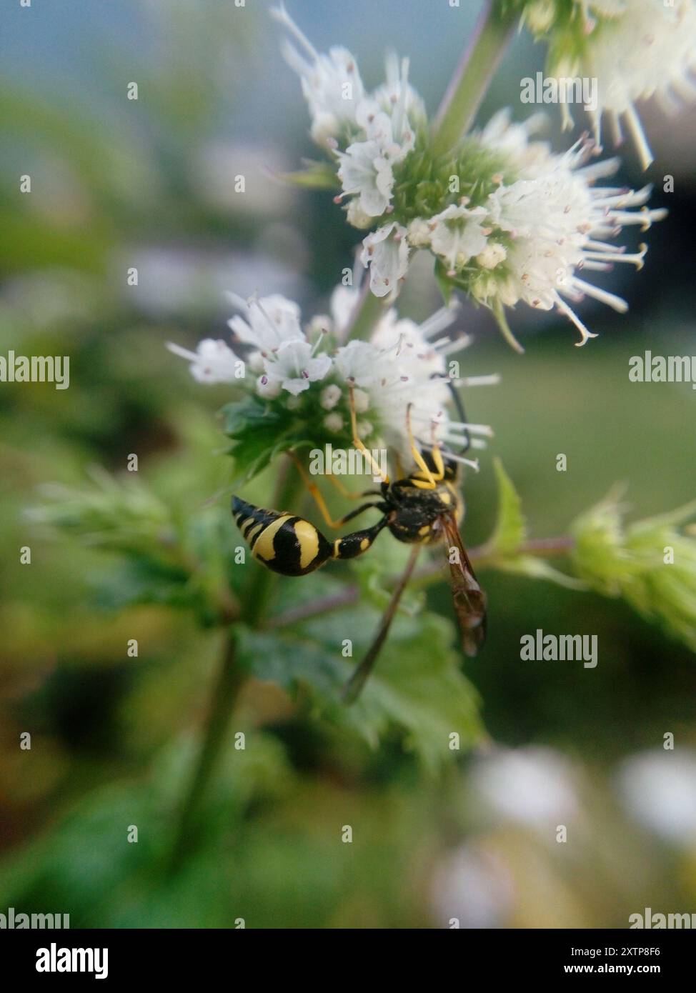 Typical Potter Wasps (Eumenes) Insecta Stock Photo - Alamy