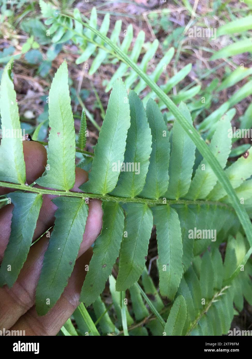 Christmas fern (Polystichum acrostichoides) Plantae Stock Photo - Alamy