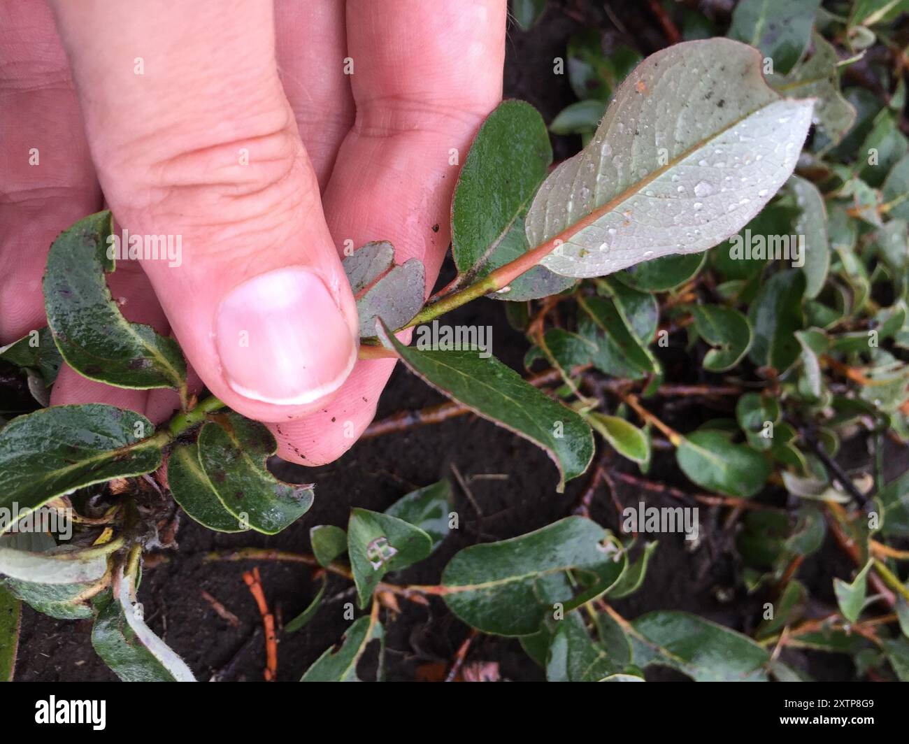 heath family (Ericaceae) Plantae Stock Photo - Alamy