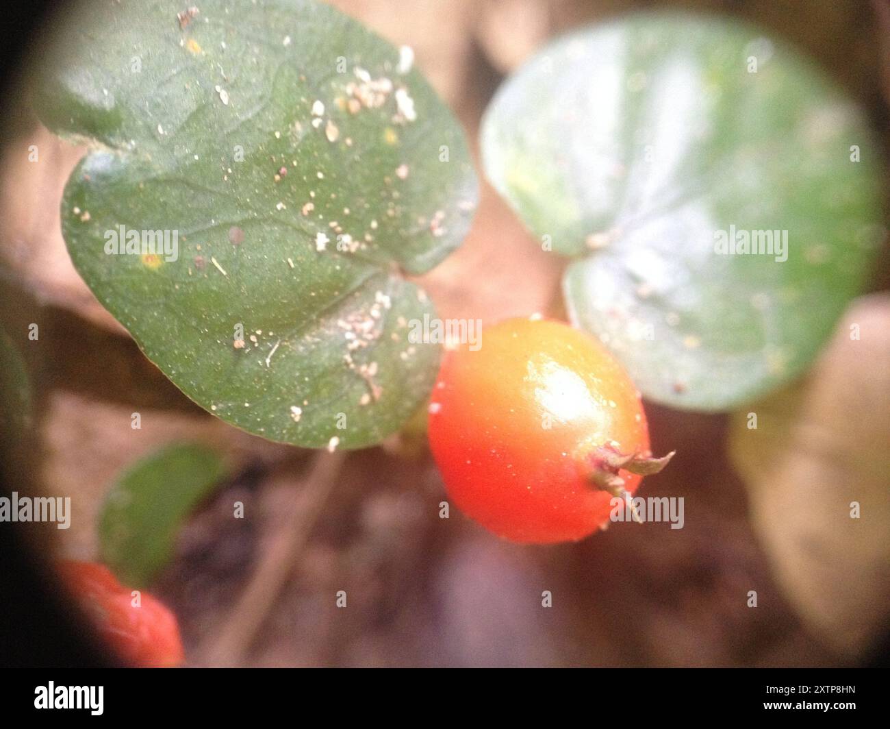 (Geophila repens) Plantae Stock Photo - Alamy