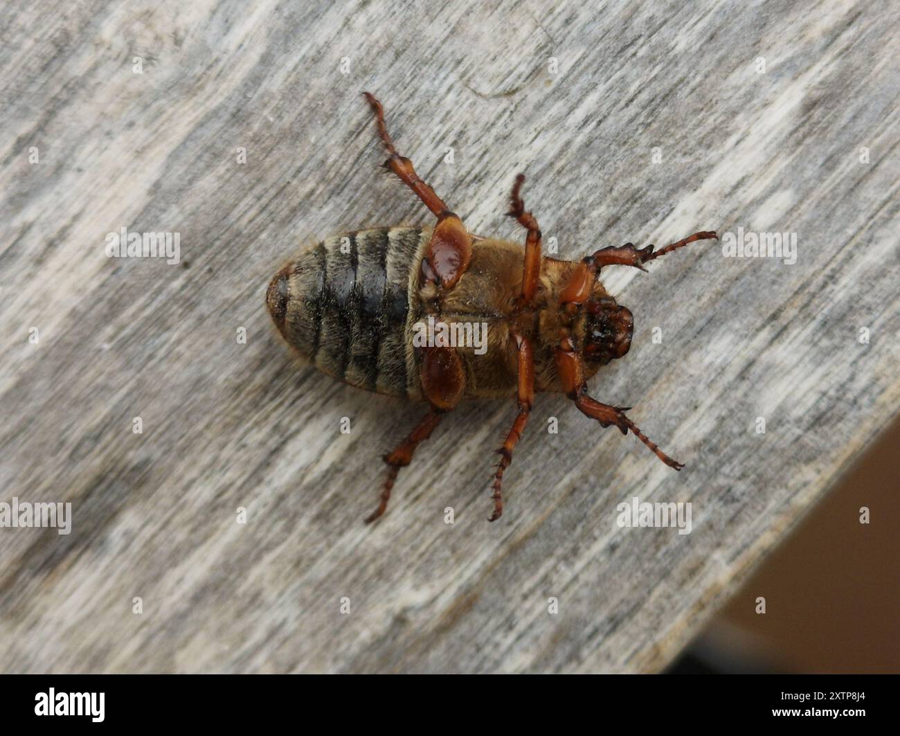 Summer Chafer (Amphimallon solstitiale) Insecta Stock Photo - Alamy