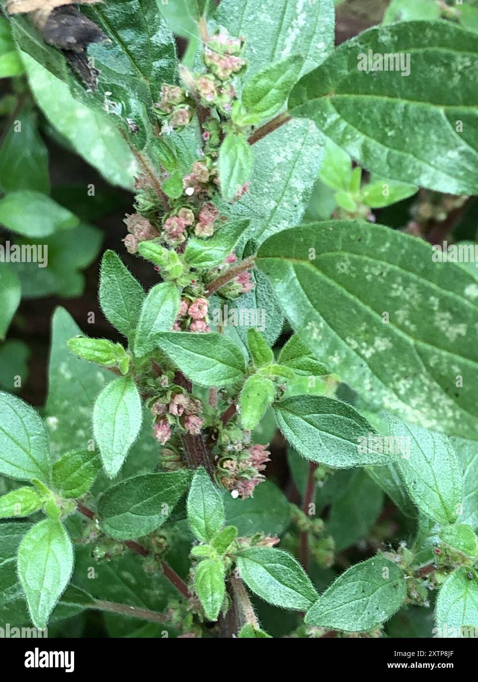 pellitory-of-the-wall (Parietaria judaica) Plantae Stock Photo - Alamy