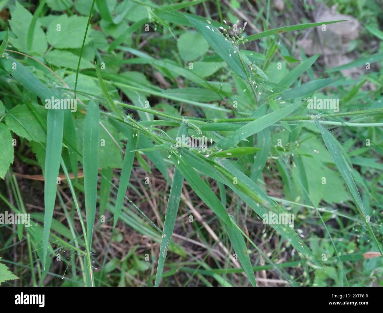 old field panic grass (Dichanthelium implicatum) Plantae Stock Photo ...
