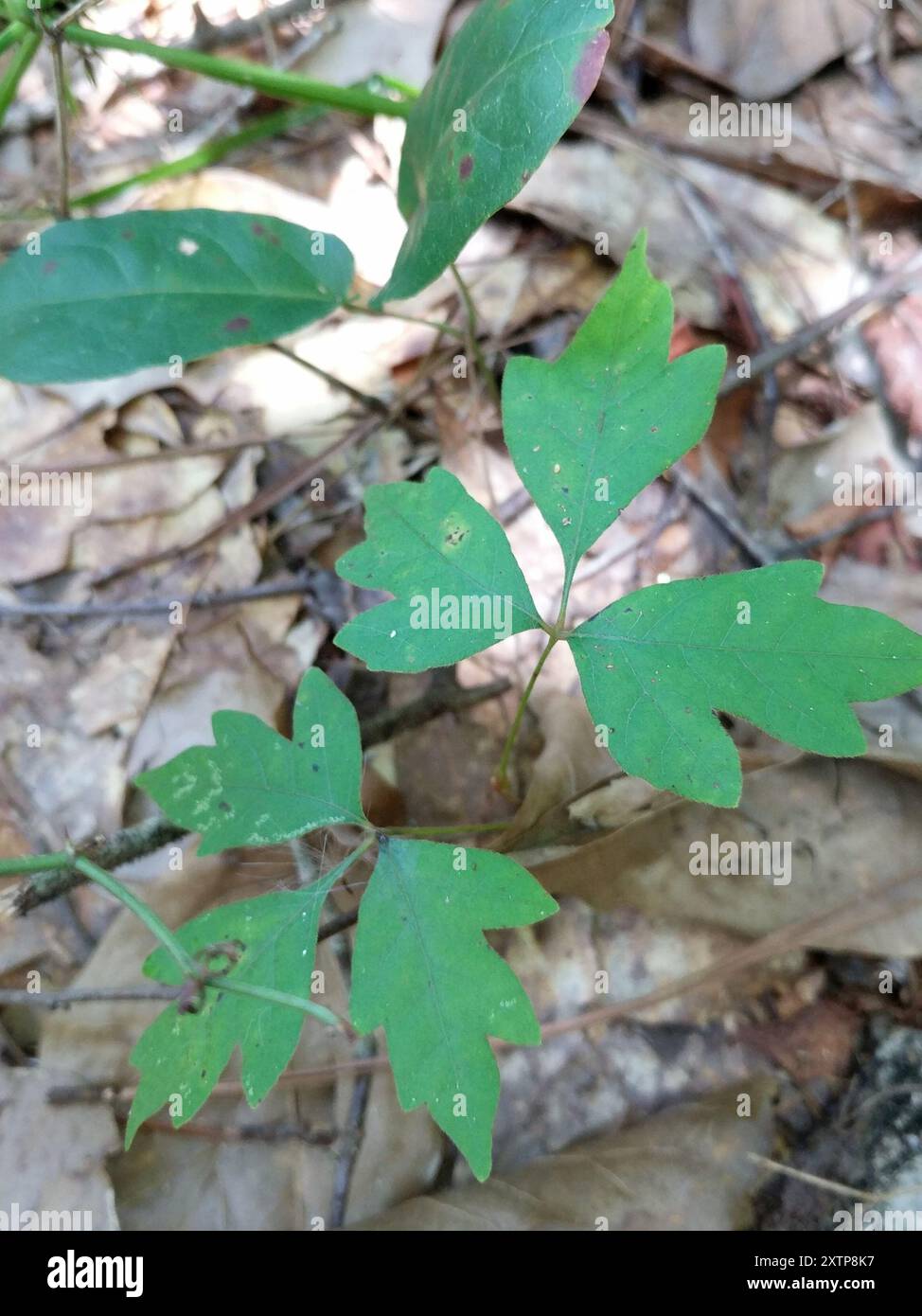 poison ivies and oaks (Toxicodendron) Plantae Stock Photo - Alamy