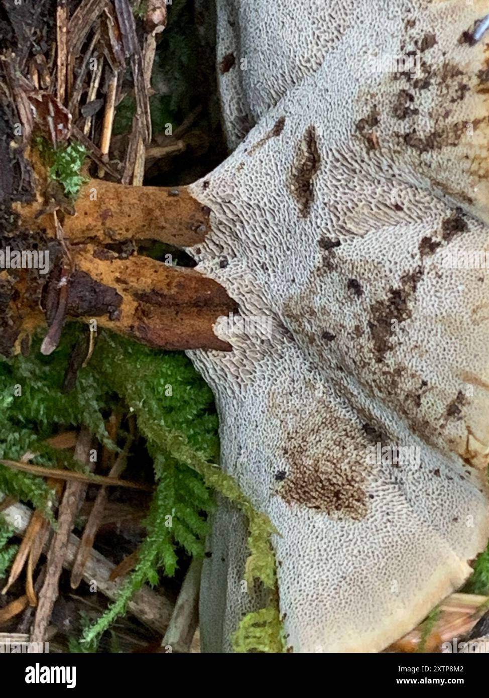 Brown Funnel Polypore (Coltricia perennis) Fungi Stock Photo - Alamy