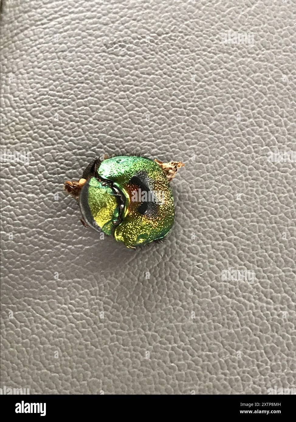 Burrowing Dung Beetles (Phanaeus) Insecta Stock Photo - Alamy