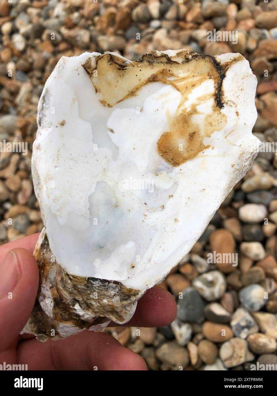 Pacific Oyster (Magallana gigas) Mollusca Stock Photo - Alamy