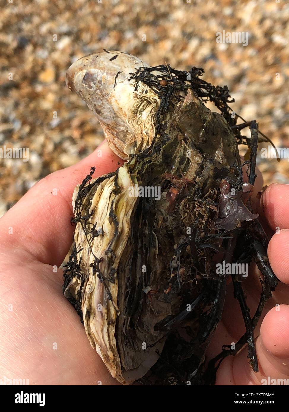 Pacific Oyster (Magallana gigas) Mollusca Stock Photo - Alamy
