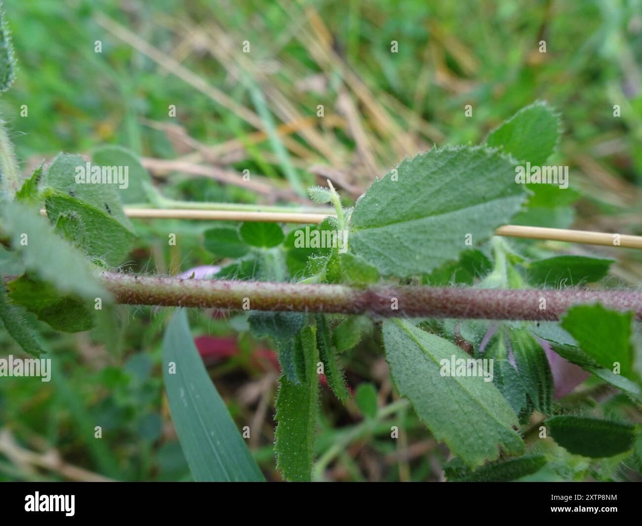 Spiny restharrow (Ononis spinosa) Plantae Stock Photo - Alamy
