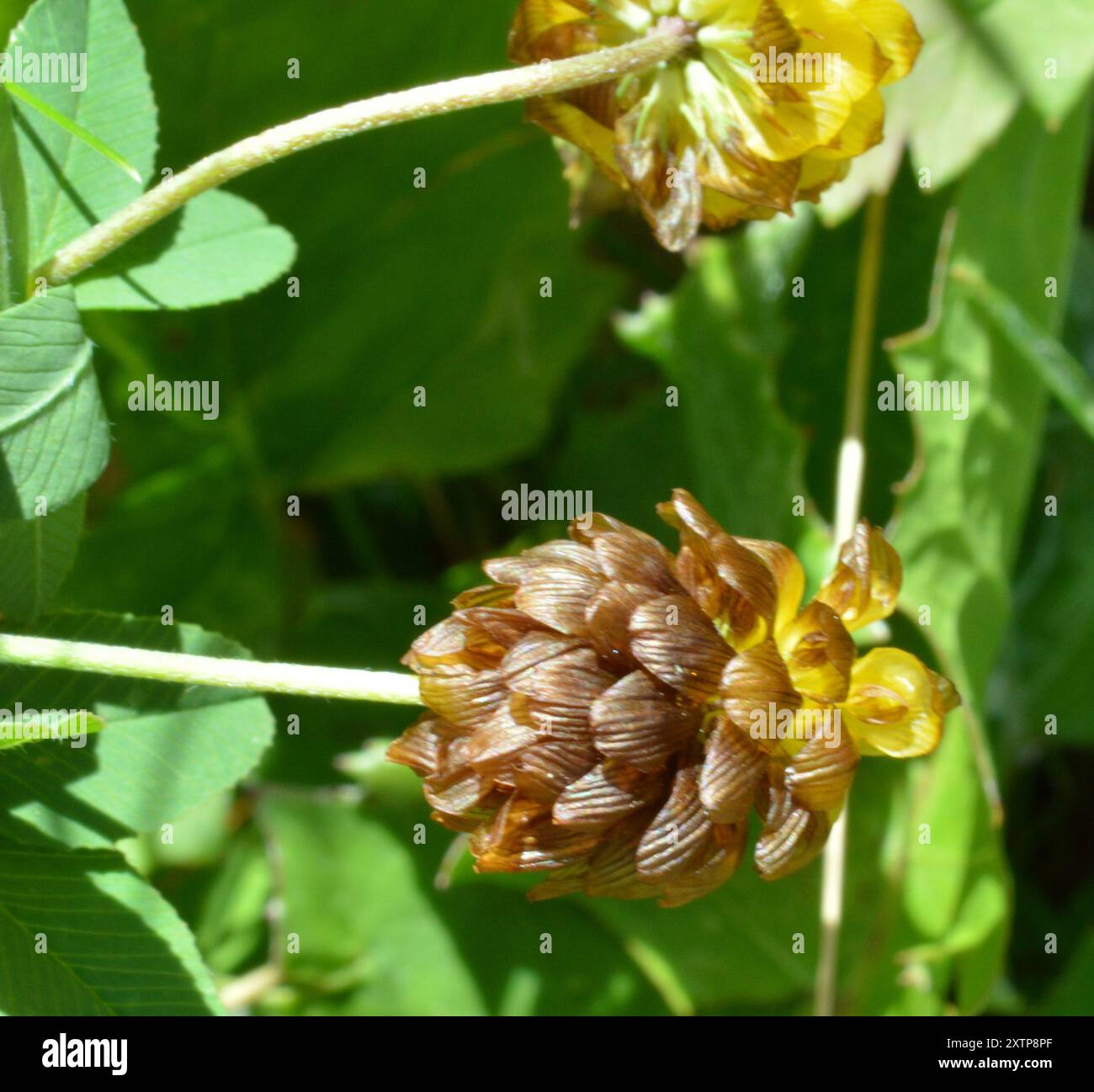 Brown Clover (Trifolium badium) Plantae Stock Photo - Alamy