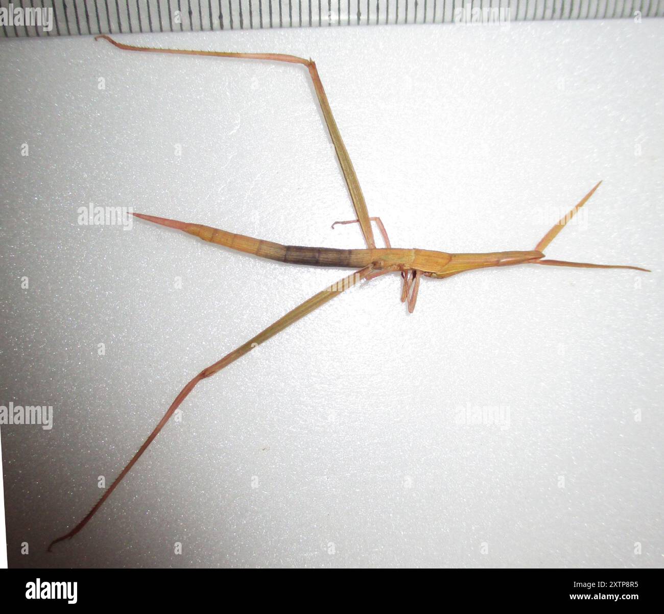 Silent Slant-faced Grasshoppers (Acridinae) Insecta Stock Photo - Alamy