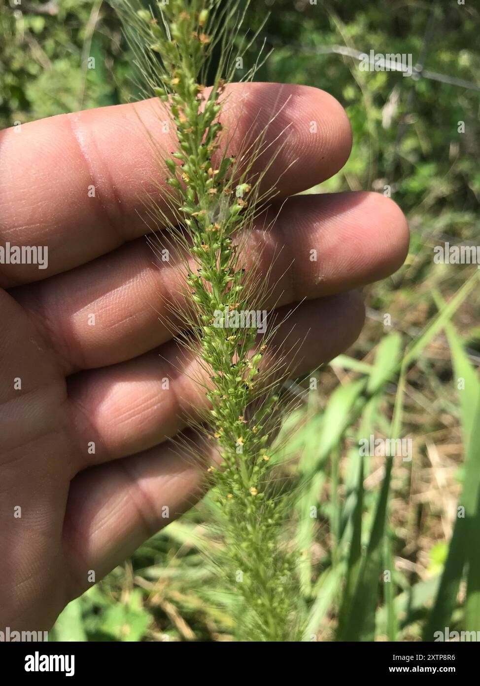 Southwestern Bristlegrass (Setaria scheelei) Plantae Stock Photo - Alamy