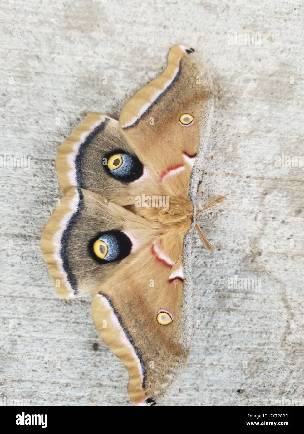 Polyphemus Moth (Antheraea polyphemus) Insecta Stock Photo - Alamy