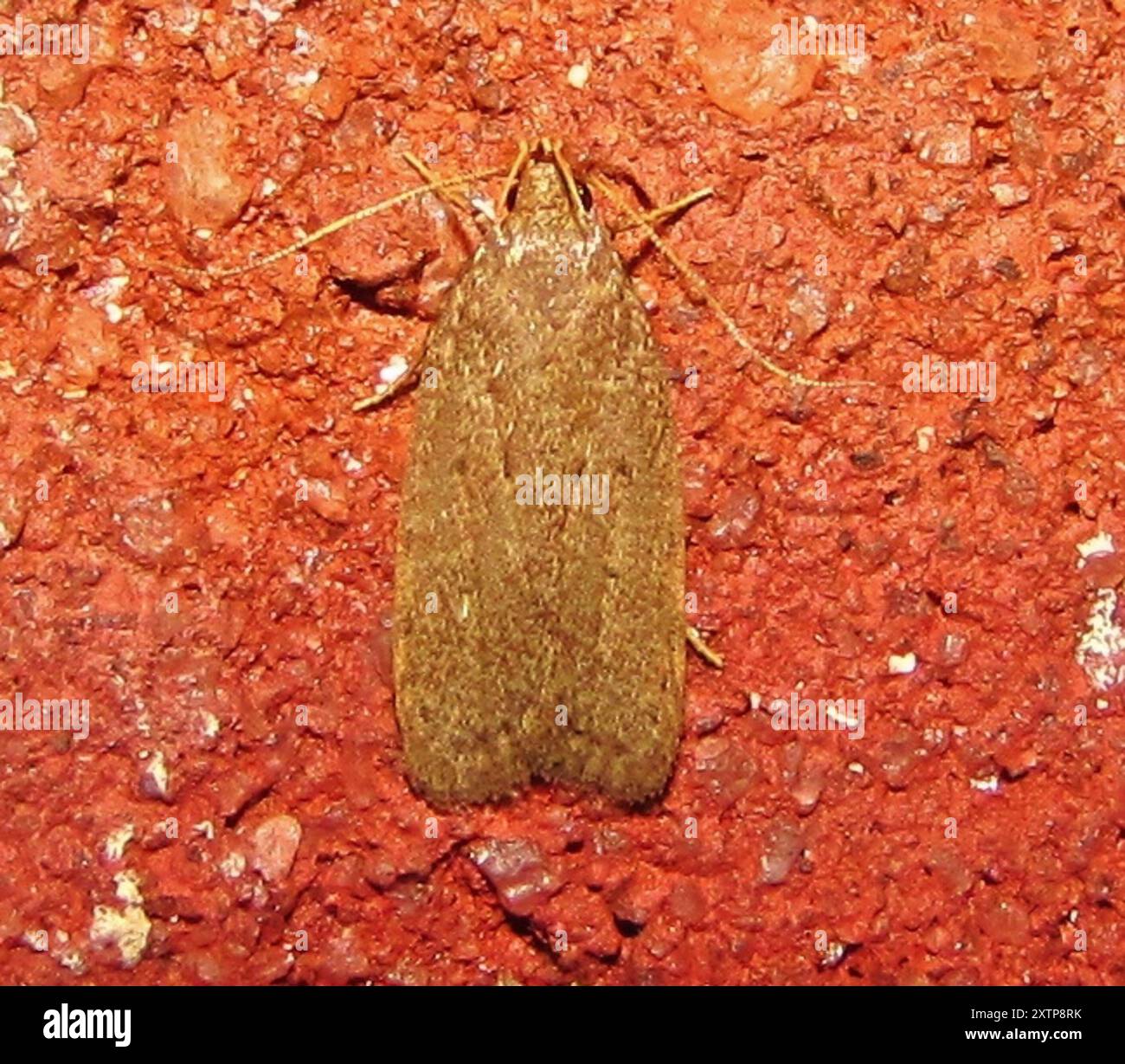 Kyoto Moth (Autosticha kyotensis) Insecta Stock Photo - Alamy