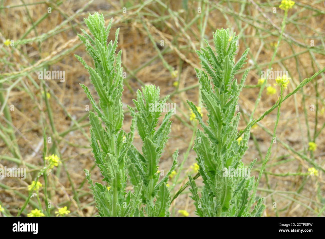 Telegraphweed (Heterotheca grandiflora) Plantae Stock Photo - Alamy