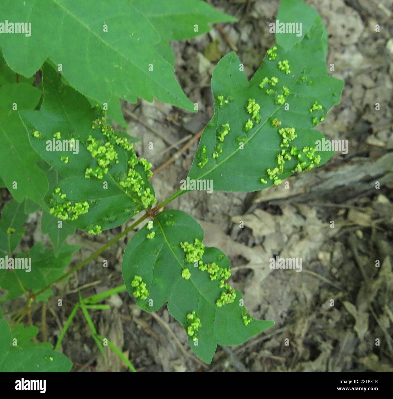 Poison Ivy Leaf Mite (Aculops rhois) Arachnida Stock Photo - Alamy