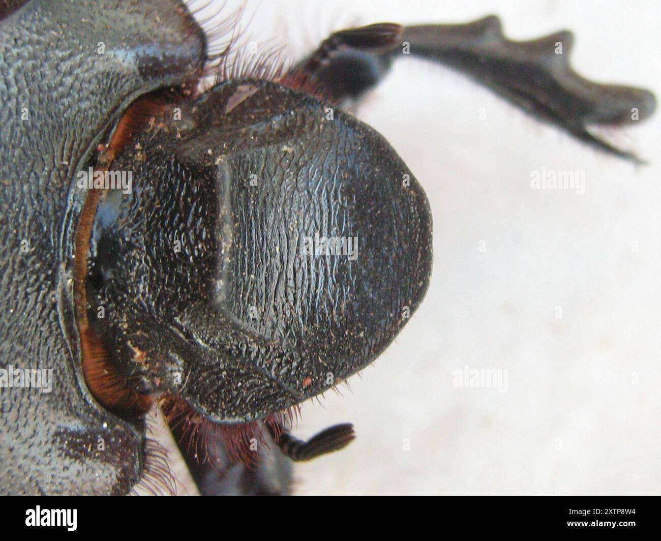 (Heliocopris hamadryas) Insecta Stock Photo - Alamy