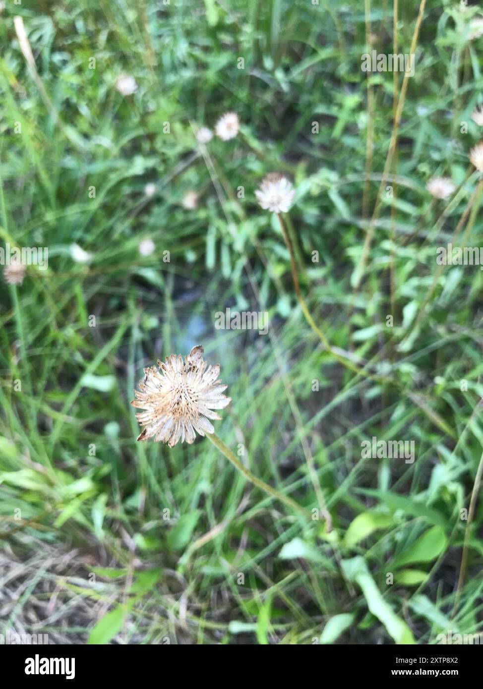 (Marshallia obovata obovata) Plantae Stock Photo - Alamy