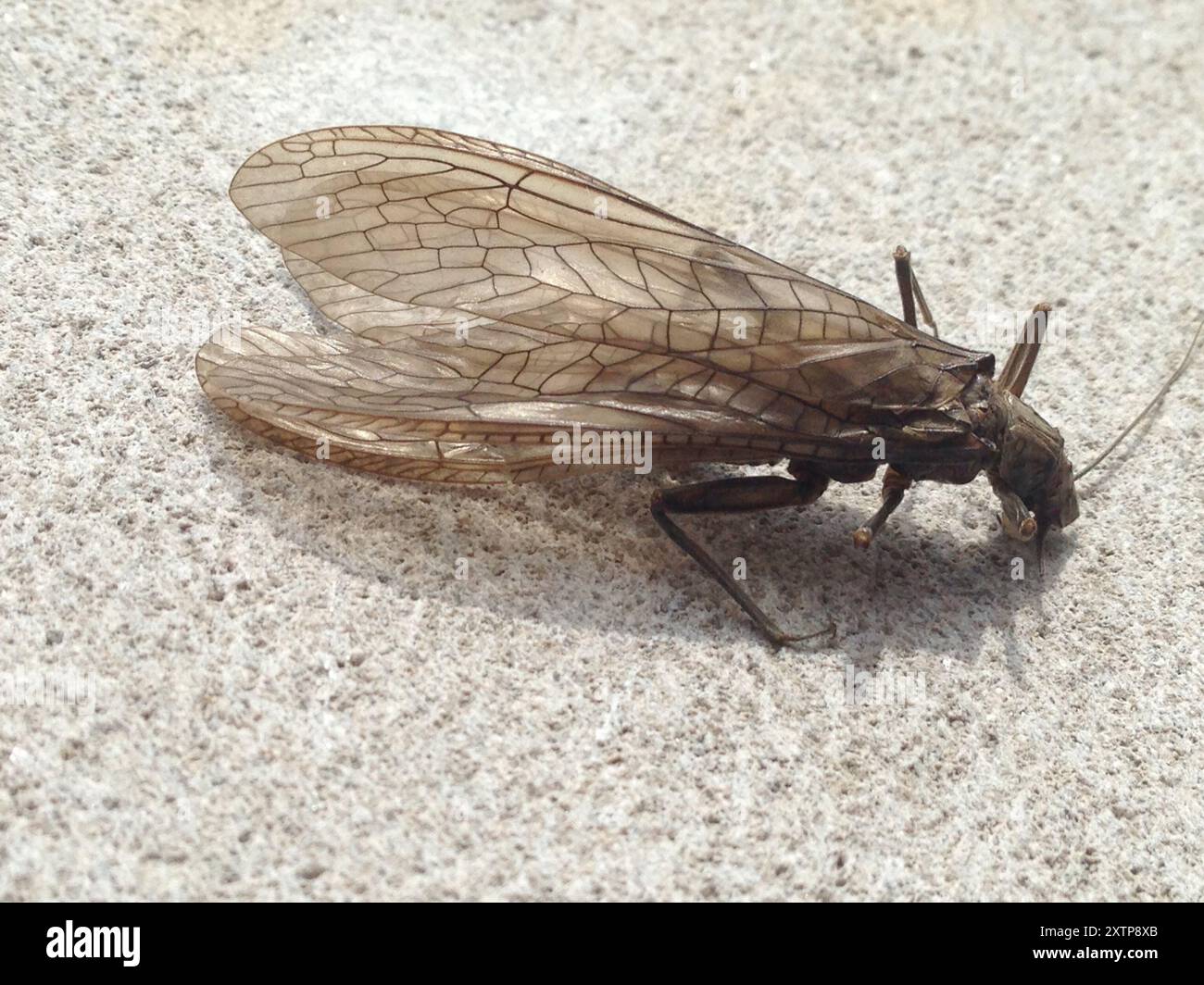 Common Stoneflies (Perlidae) Insecta Stock Photo - Alamy