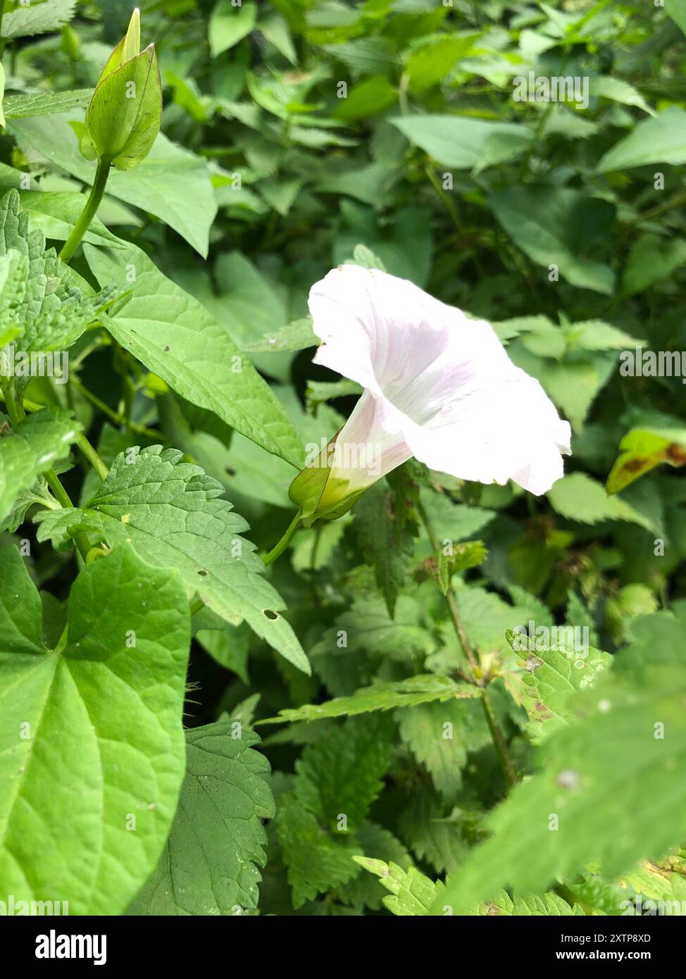 American Bindweed (Calystegia sepium americana) Plantae Stock Photo - Alamy