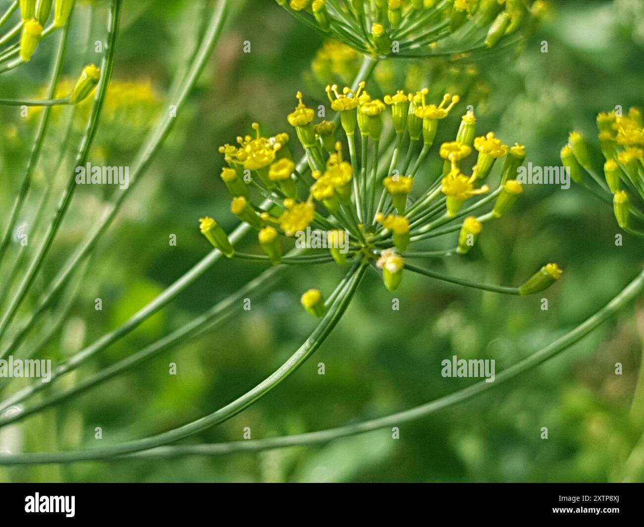 Dill (Anethum graveolens) Plantae Stock Photo - Alamy