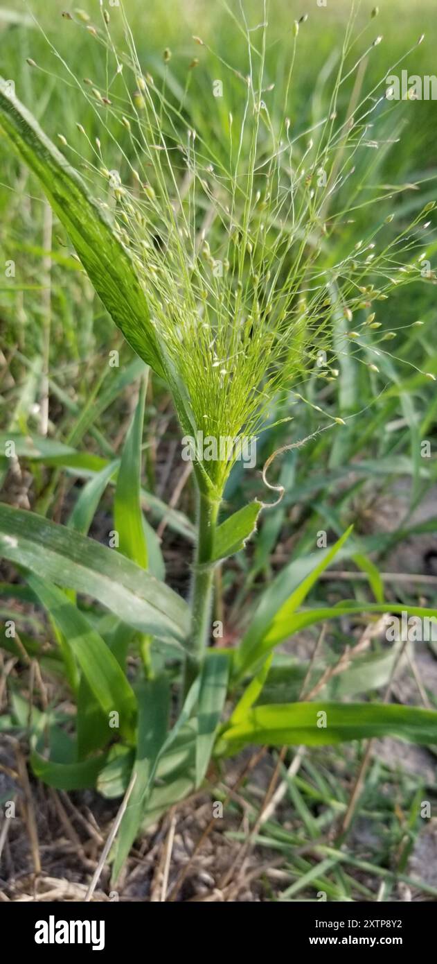 witch grass (Panicum capillare) Plantae Stock Photo - Alamy